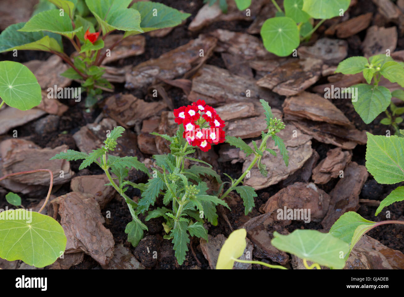 Beautiful red and white verbena (verbenas or vervains) flower and brown ...