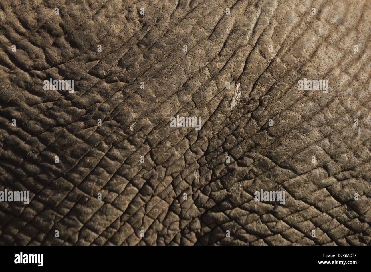Elephant skin, with scar Stock Photo - Alamy