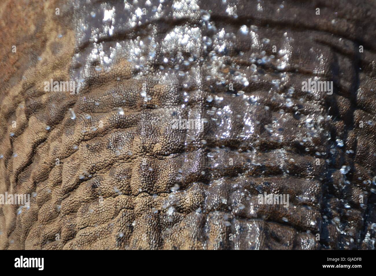 Elephant trunk just starting to spray water. close up on top part of ...