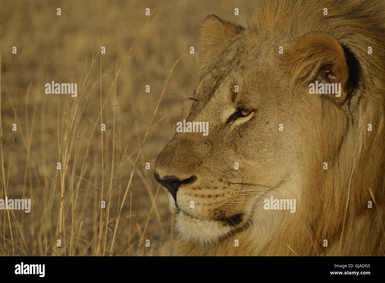 Early morning light giving golden glow to young male lion face Stock ...