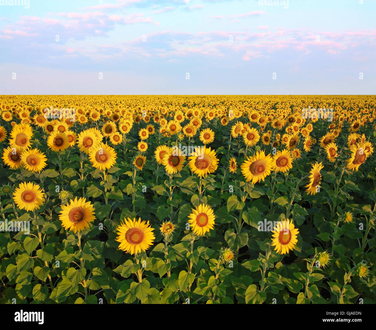 Rural landscape, field of sunflowers at sunrise Stock Photo - Alamy