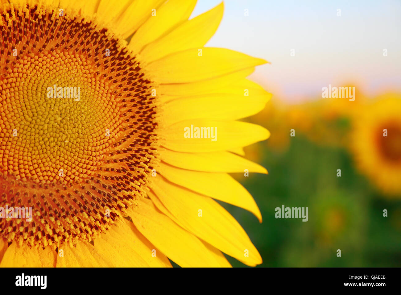 Sunflowers on the field at dawn close-up Stock Photo - Alamy