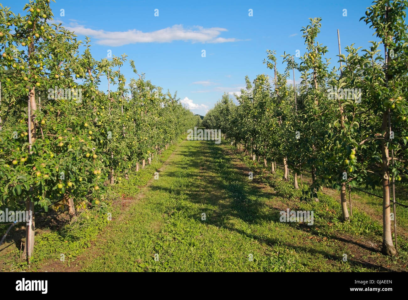 Apples orchard fruit hi-res stock photography and images - Alamy