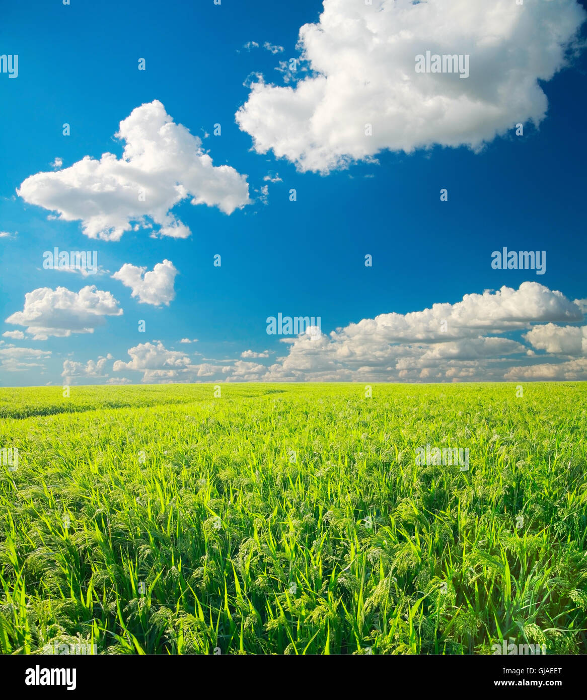 Millet field. Green field, agriculture landscape, field of millet ...
