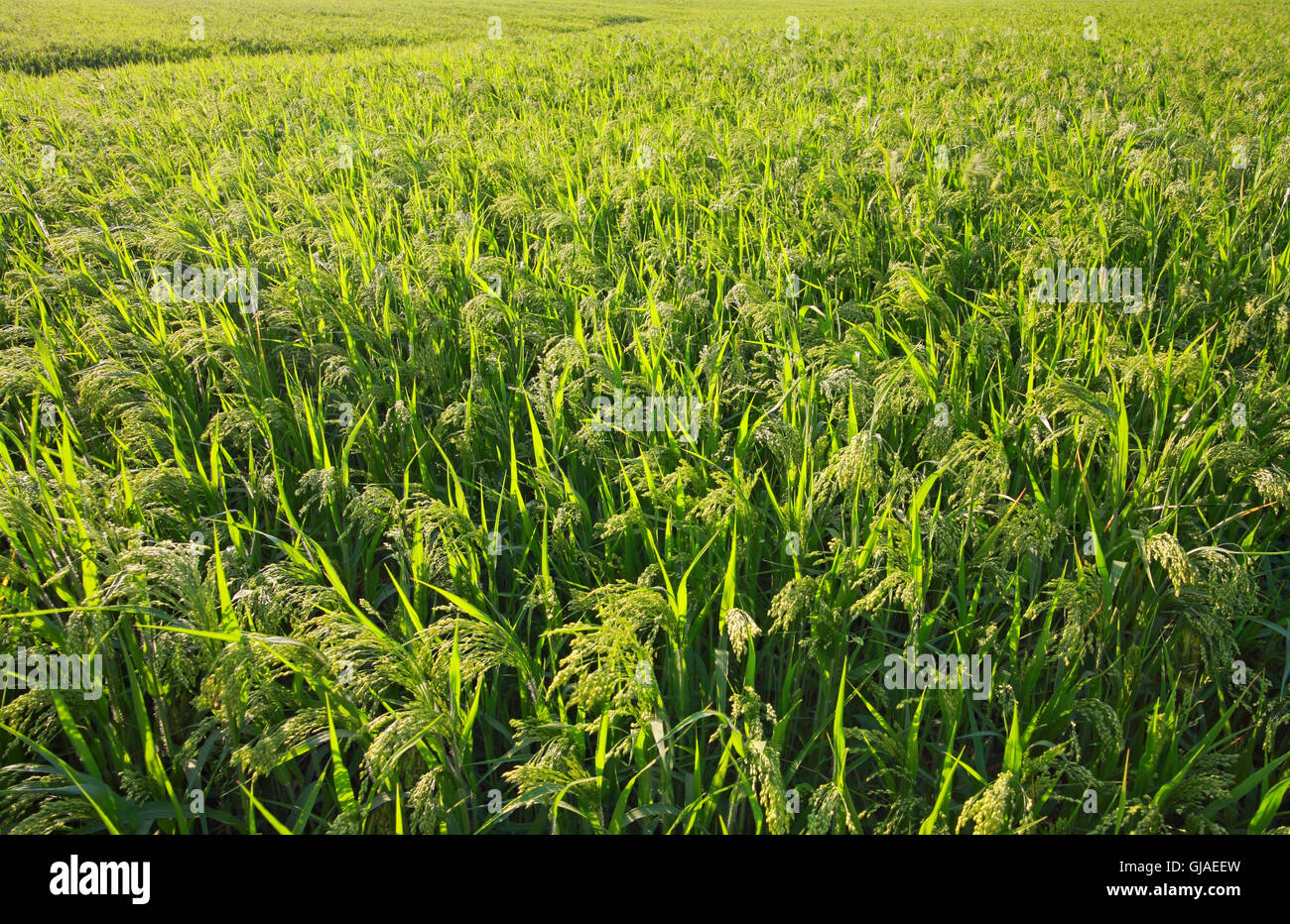 Millet field hi-res stock photography and images - Alamy