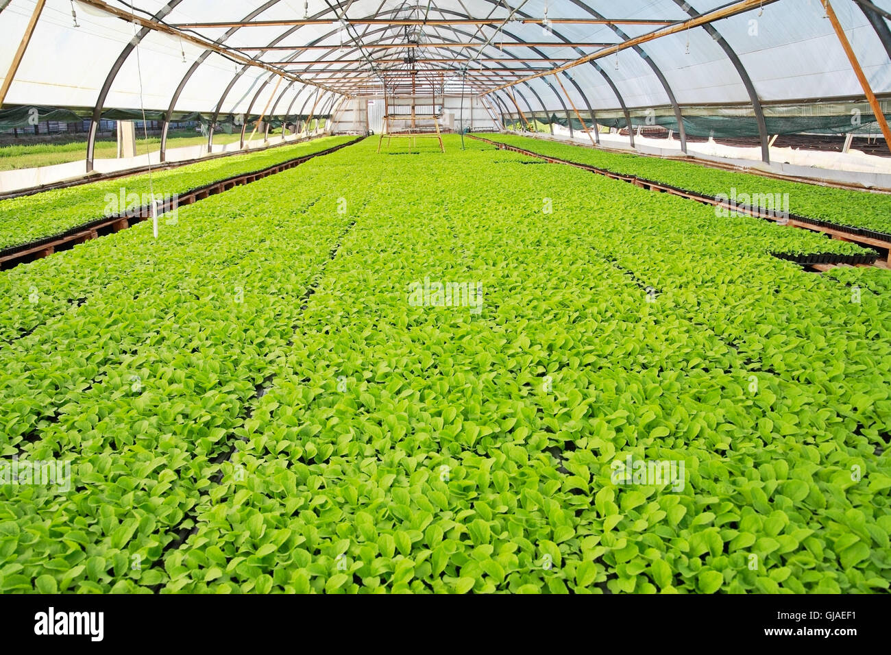 Greenhouse, sprouts of chinese cabbage in a greenhouse Stock Photo - Alamy