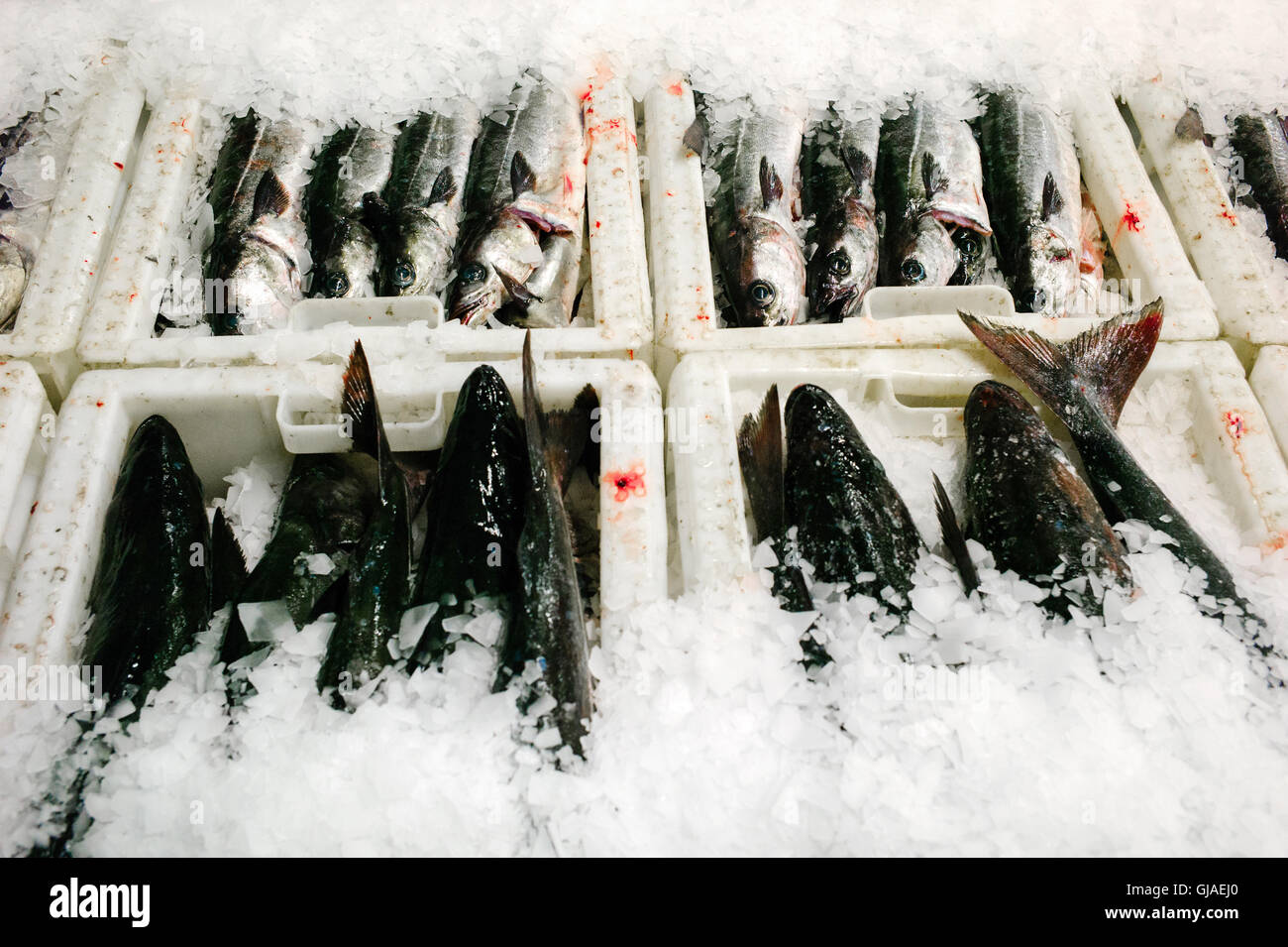 Freshly caught Cod and Haddock from the North Sea on ice for sale at ...