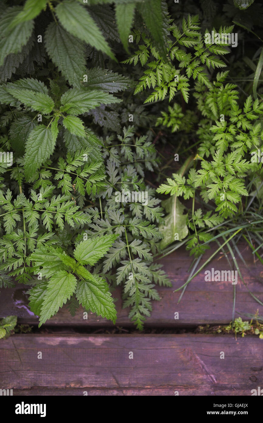 Close up of green plants in garden. Fern, grass and nettle Stock Photo ...