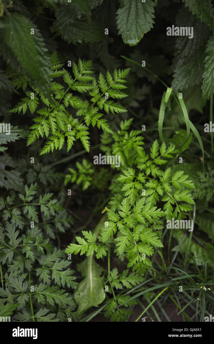 Fern and grass hi-res stock photography and images - Alamy