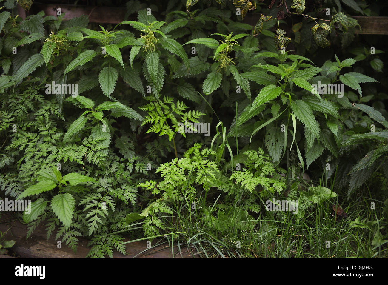 Fern and grass hi-res stock photography and images - Alamy