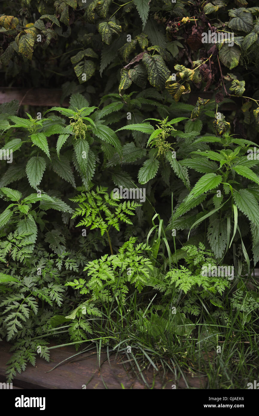 Nettle plant in garden hi-res stock photography and images - Alamy