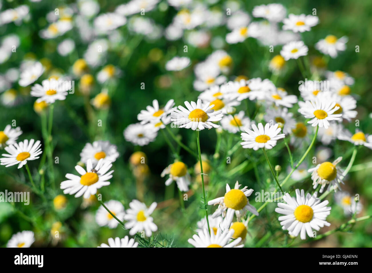 Depth of field landscapes hi-res stock photography and images - Alamy