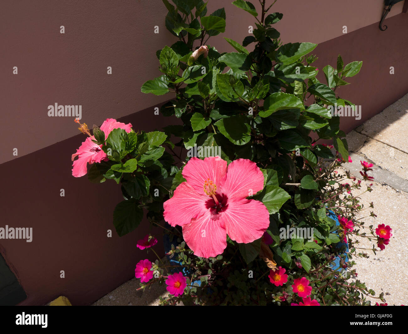 Hibiscus Flowers in St. Augustine a city in Florida, United States ...