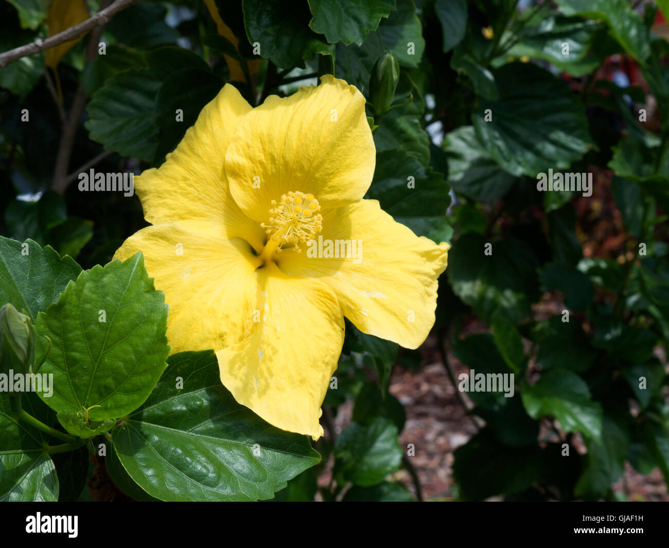 Stunning hibiscus flowers in the Sunshine state of Florida in the USA ...