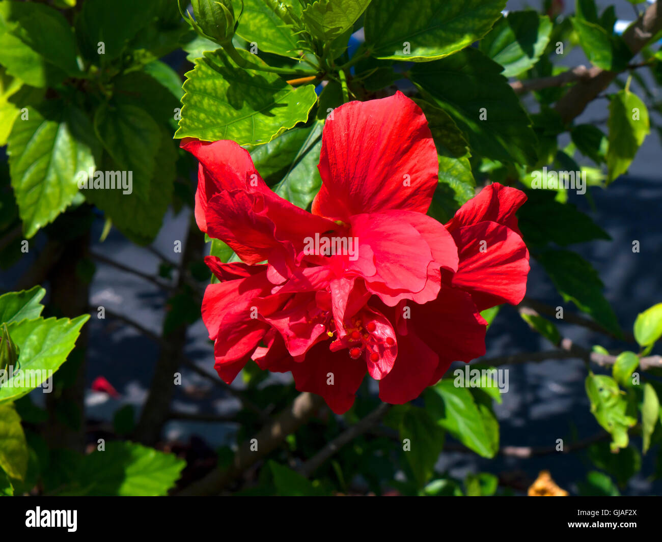 Stunning hibiscus flowers in the Sunshine state of Florida in the USA ...