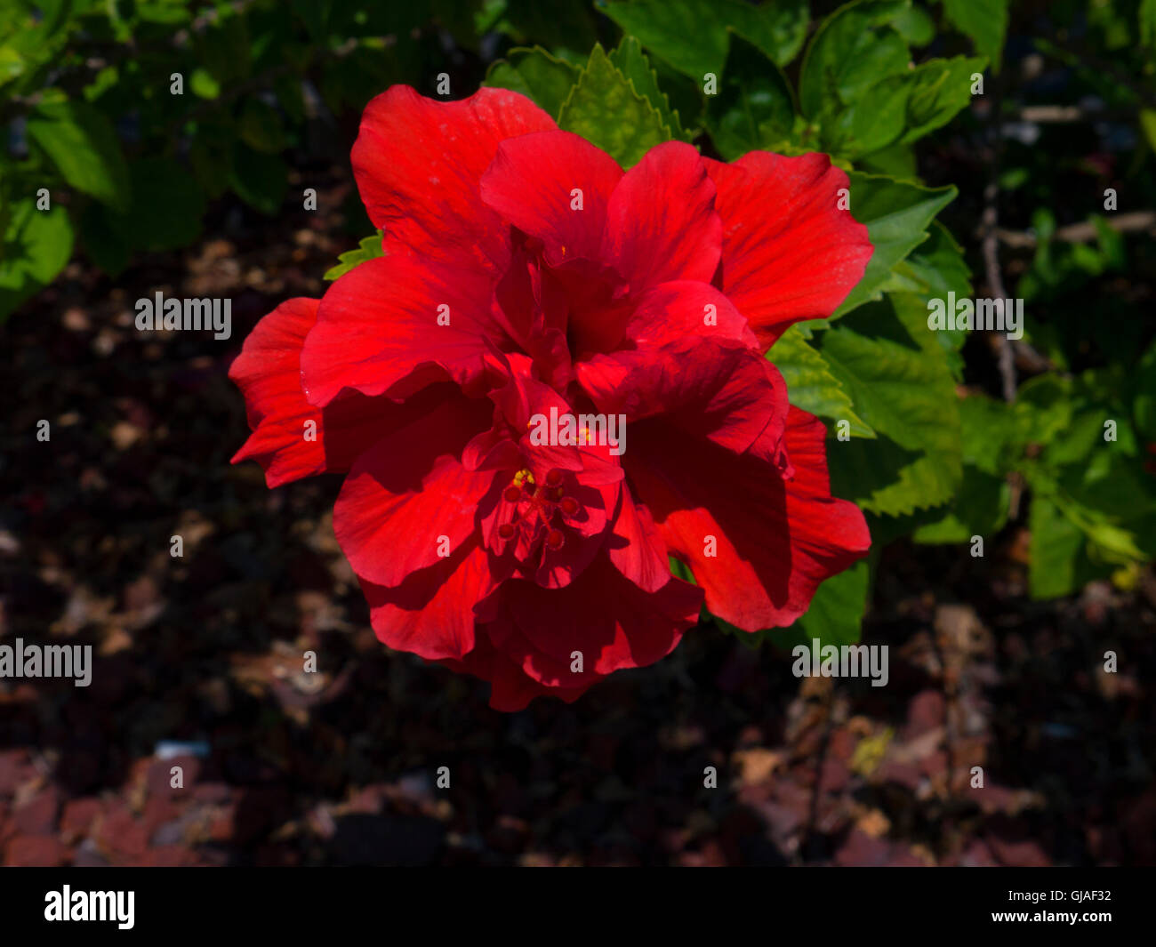 Stunning hibiscus flowers in the Sunshine state of Florida in the USA ...
