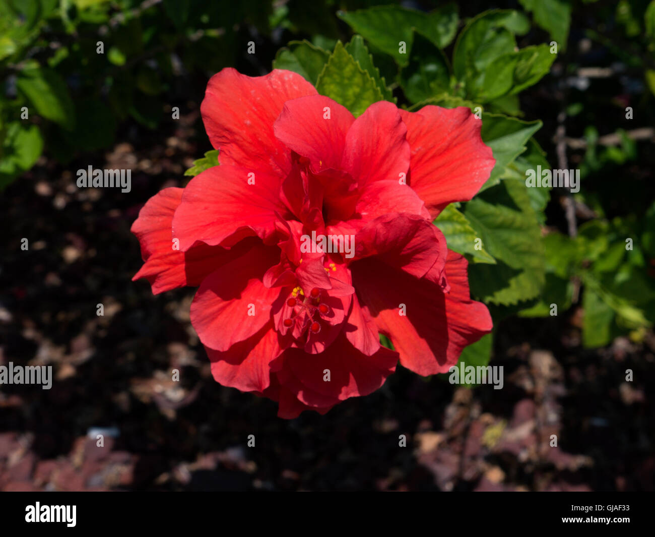 Stunning hibiscus flowers in the Sunshine state of Florida in the USA ...