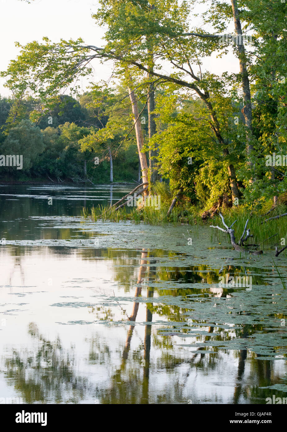 Pond view hi-res stock photography and images - Alamy