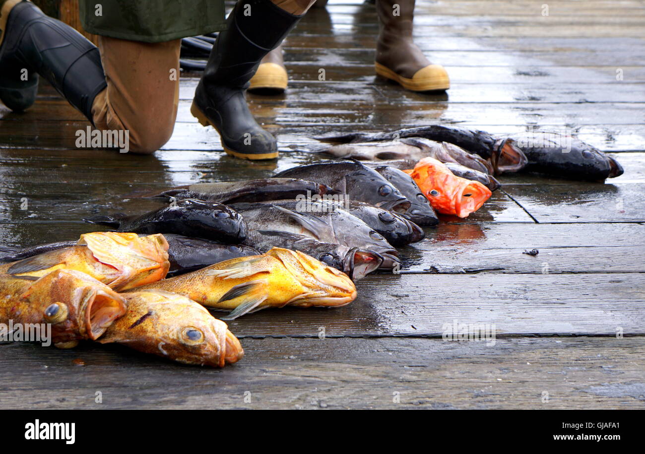 Seward marina hi-res stock photography and images - Alamy