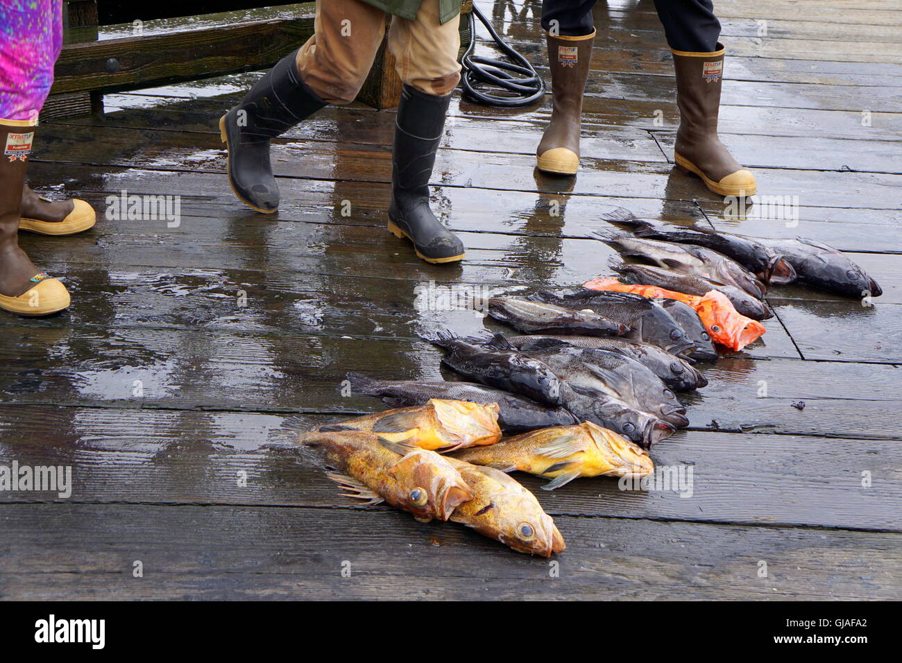 Display of freshly caught fish at the Small Boat Harbor in Seward ...