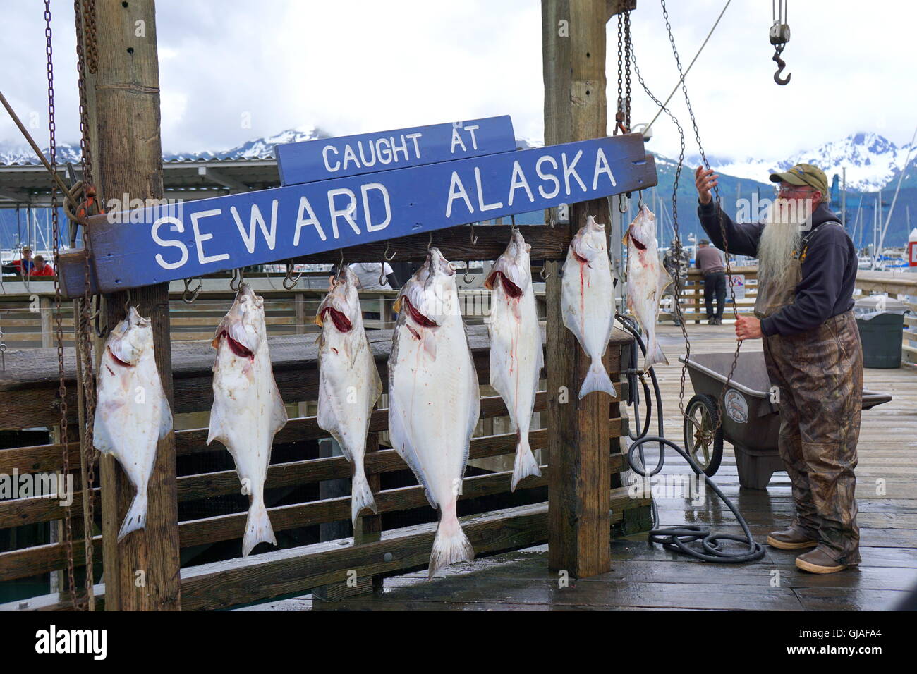 Fisherman displaying freshly caught fish at the Small Boat Harbor in ...
