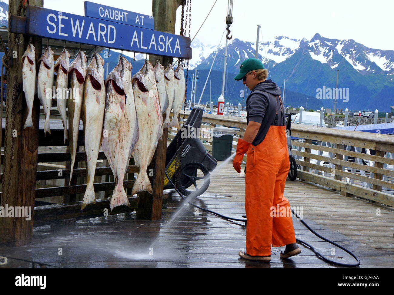Fisherman cleaning the display of freshly caught fish at the Small Boat ...