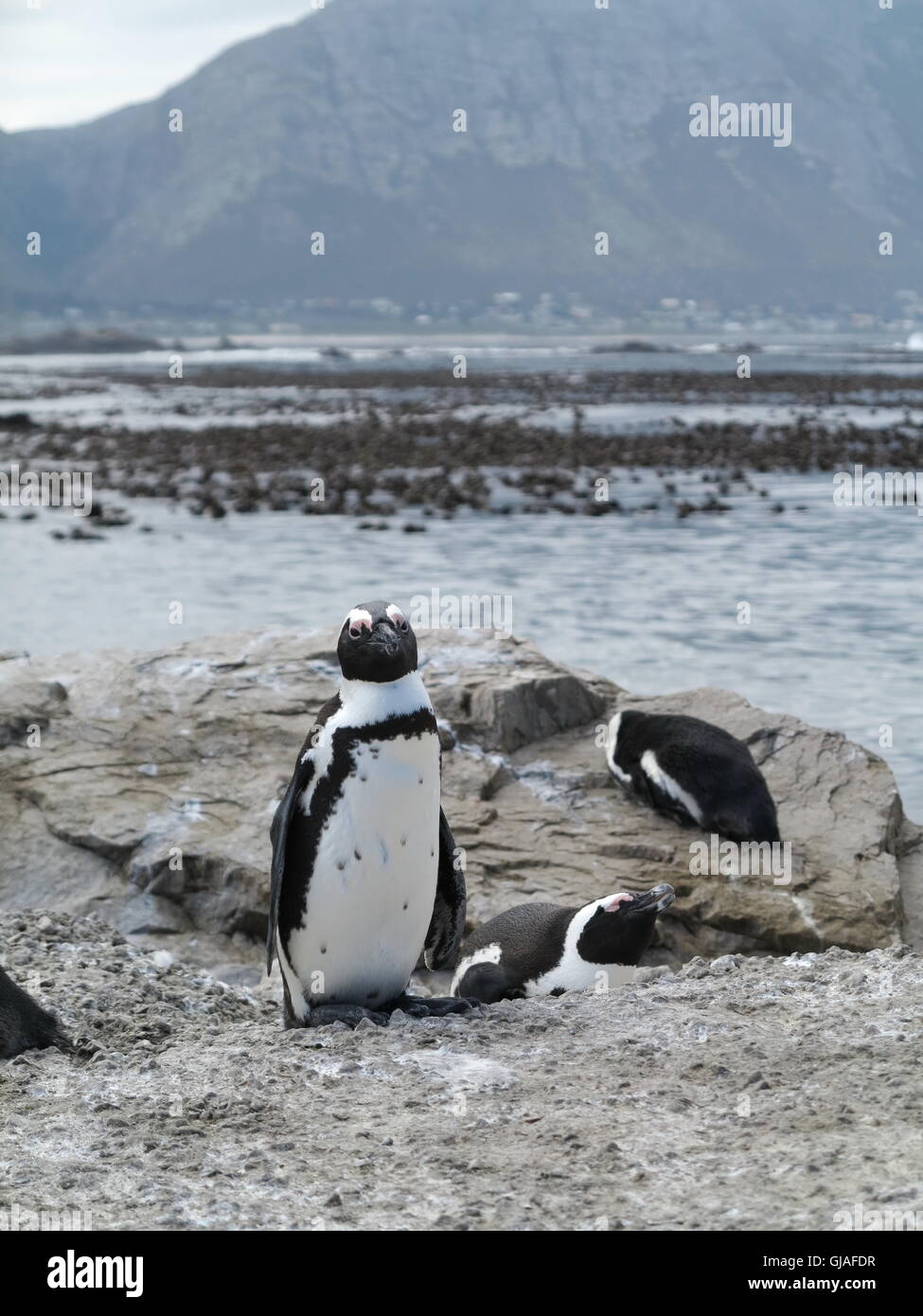 African penguin , jackass penguin and black-footed penguin from Betty's ...
