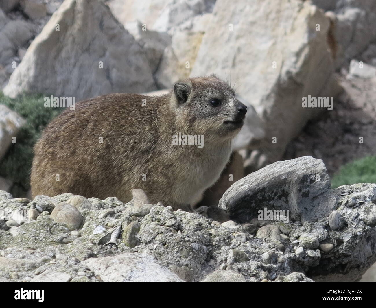 Rock Hyrax , Procavia capensis Stock Photo - Alamy