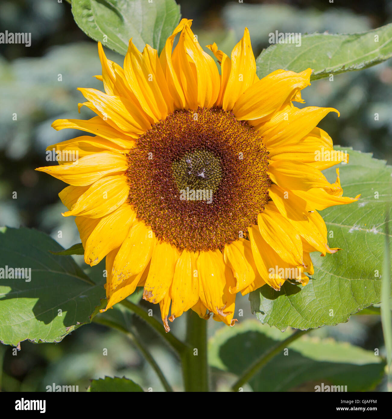 Single sunflower blooming - One of earth largest flowers Stock Photo ...