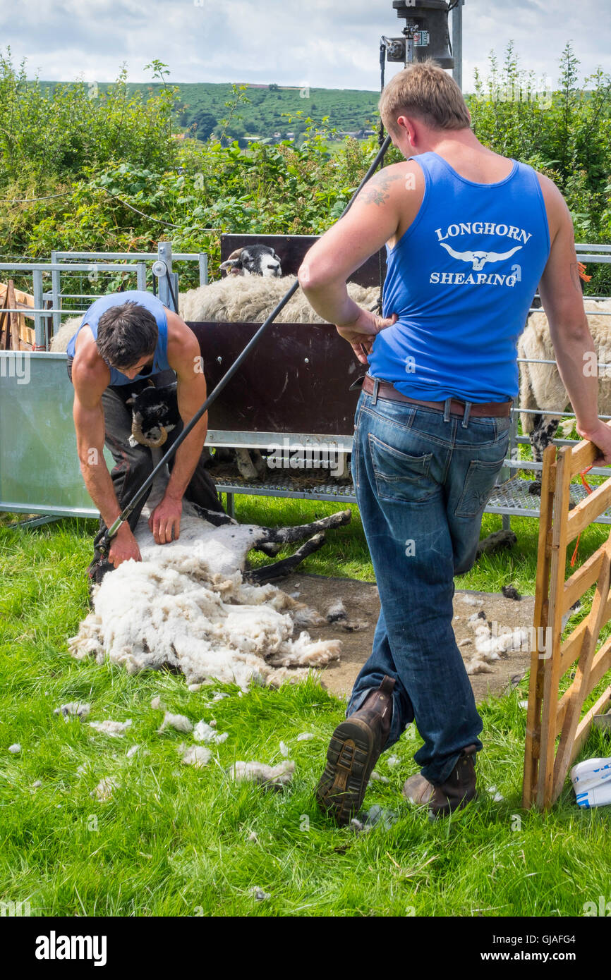 A Sheep Shearing Demonstration at the Danby Agricultural Show in North ...