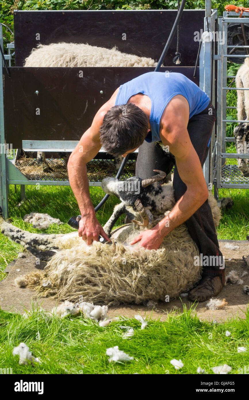 Sheep shearing demonstration hi-res stock photography and images - Alamy