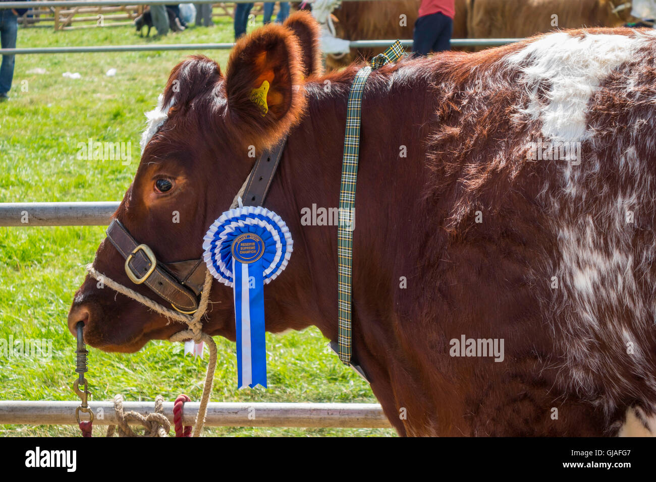 Champion bull hi-res stock photography and images - Alamy