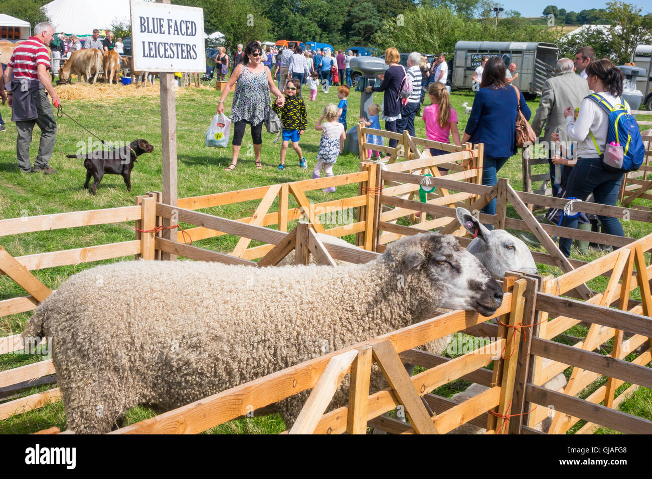 Blue faced leicester sheep hi-res stock photography and images - Alamy