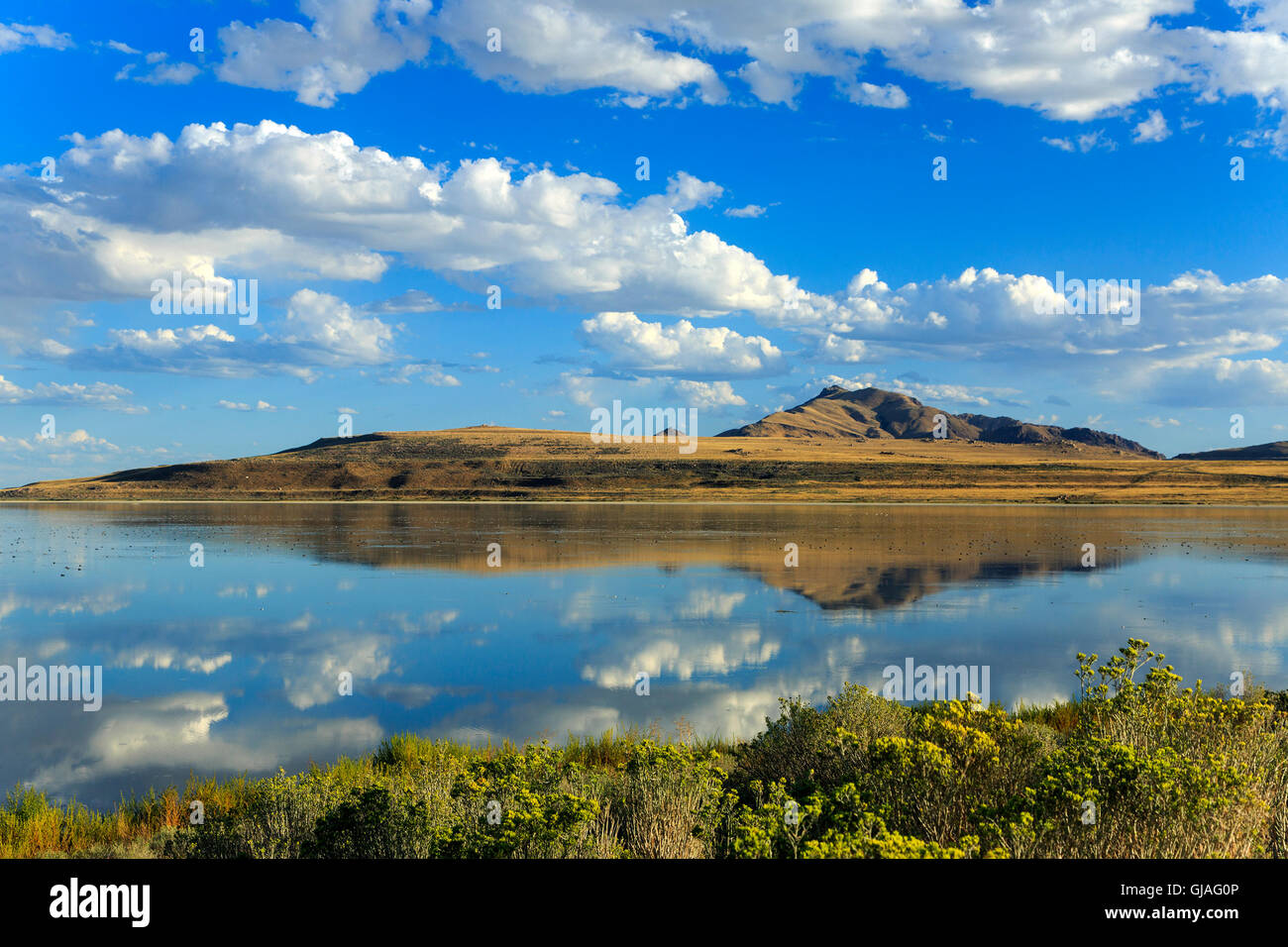 Antelope island bison herd hi-res stock photography and images - Alamy