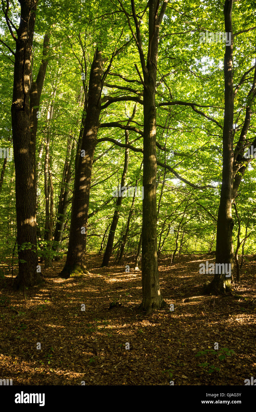 Beeches are widespread in the temperate zone of Europe, Asia and North ...