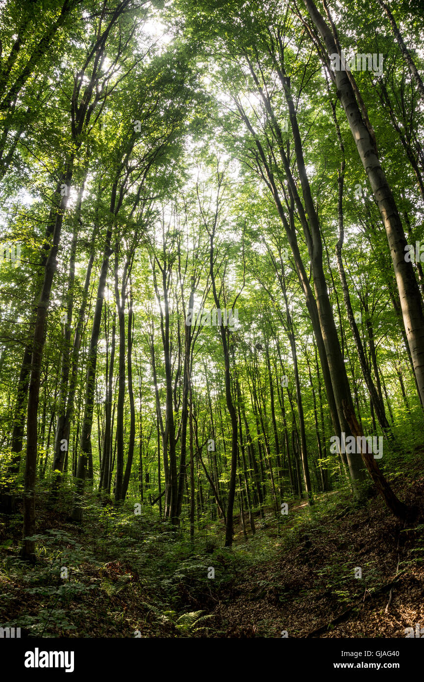 Temperate zone tree leaves hi-res stock photography and images - Alamy