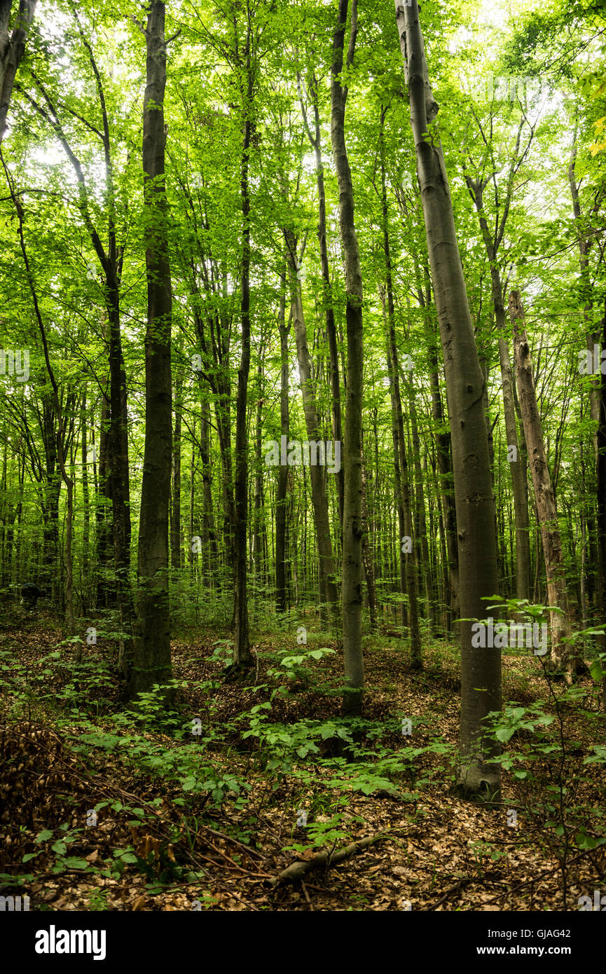 Temperate zone tree leaves hi-res stock photography and images - Alamy