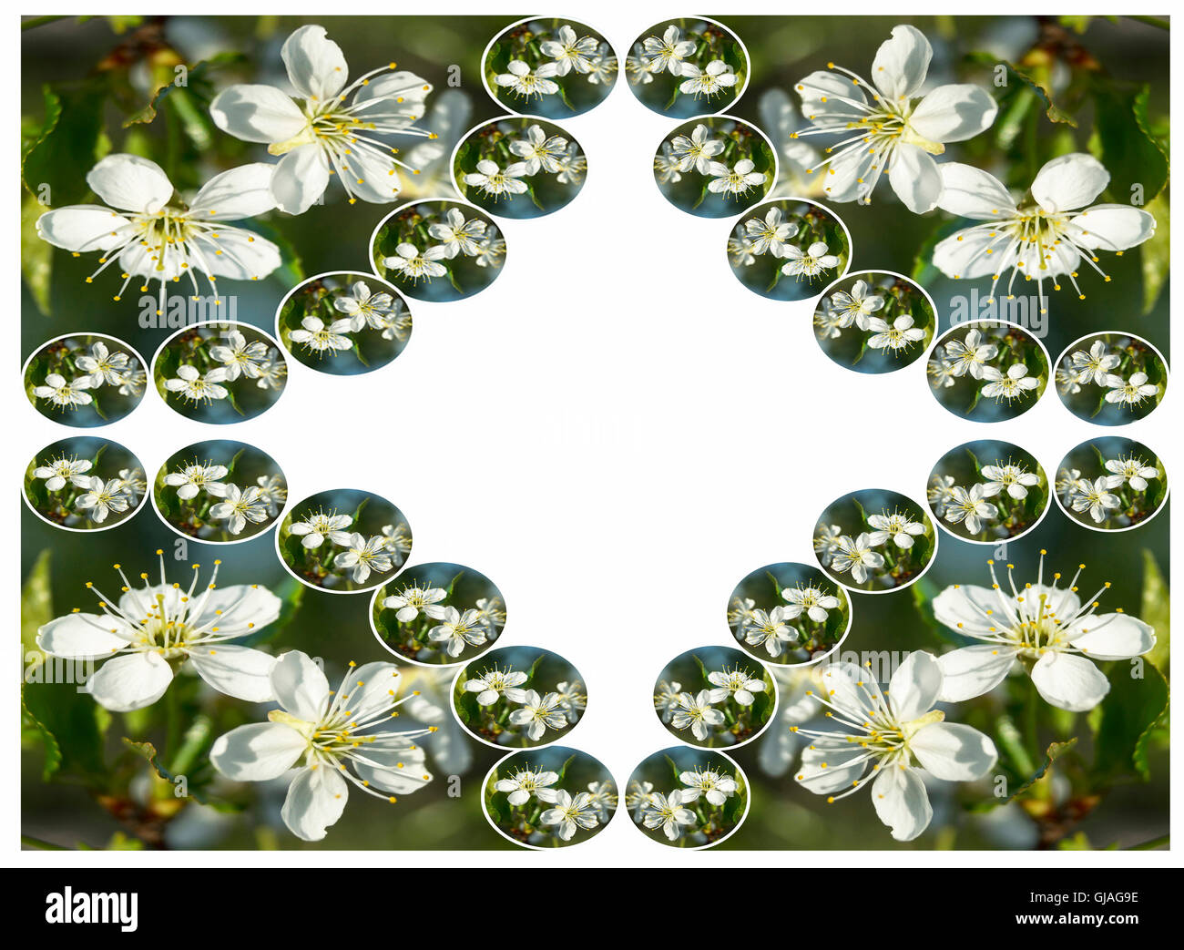 Frame from natural colour cherry on white background of the tumbling ...