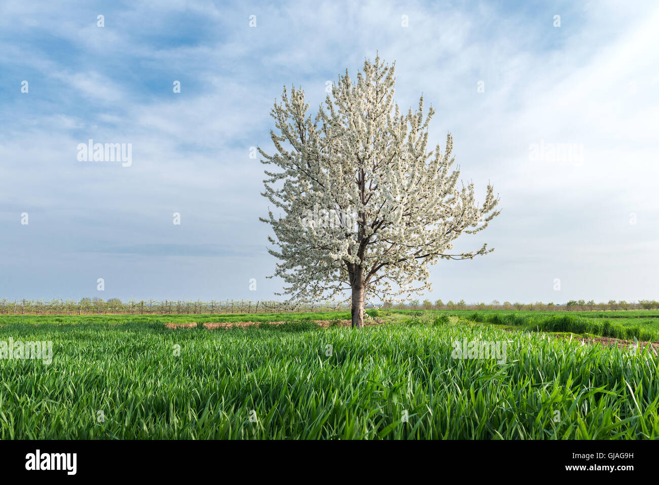 Cherry tree green field hi-res stock photography and images - Alamy