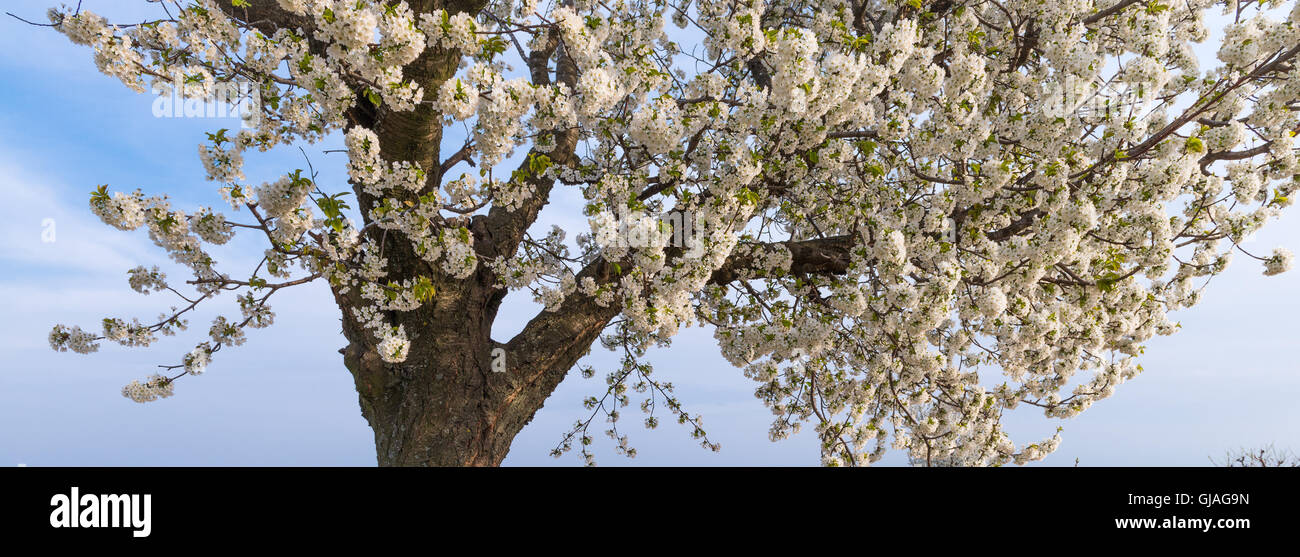 Cherry tree blooming field hi-res stock photography and images - Alamy