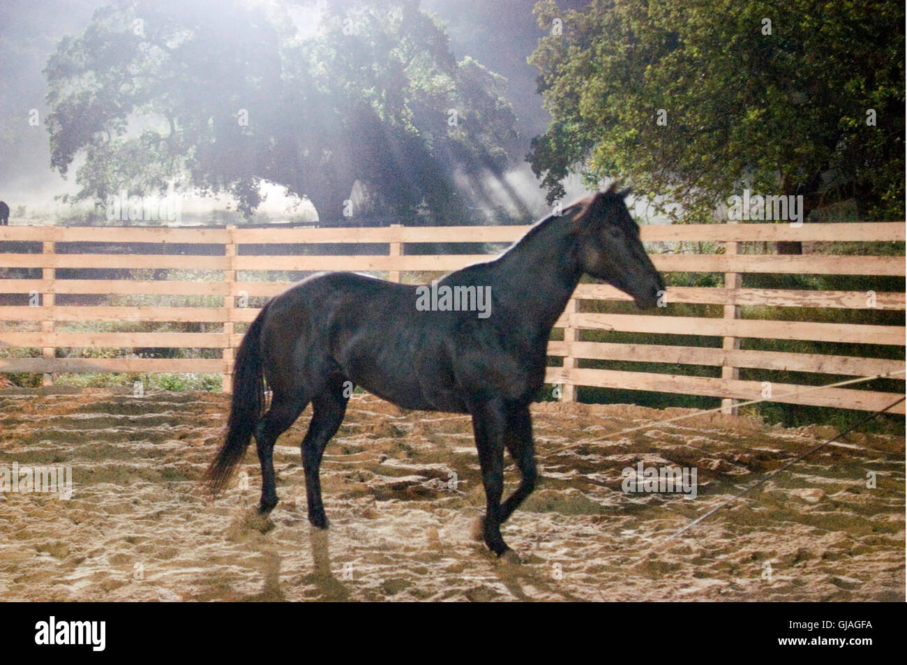 Flicka The Horse Movie