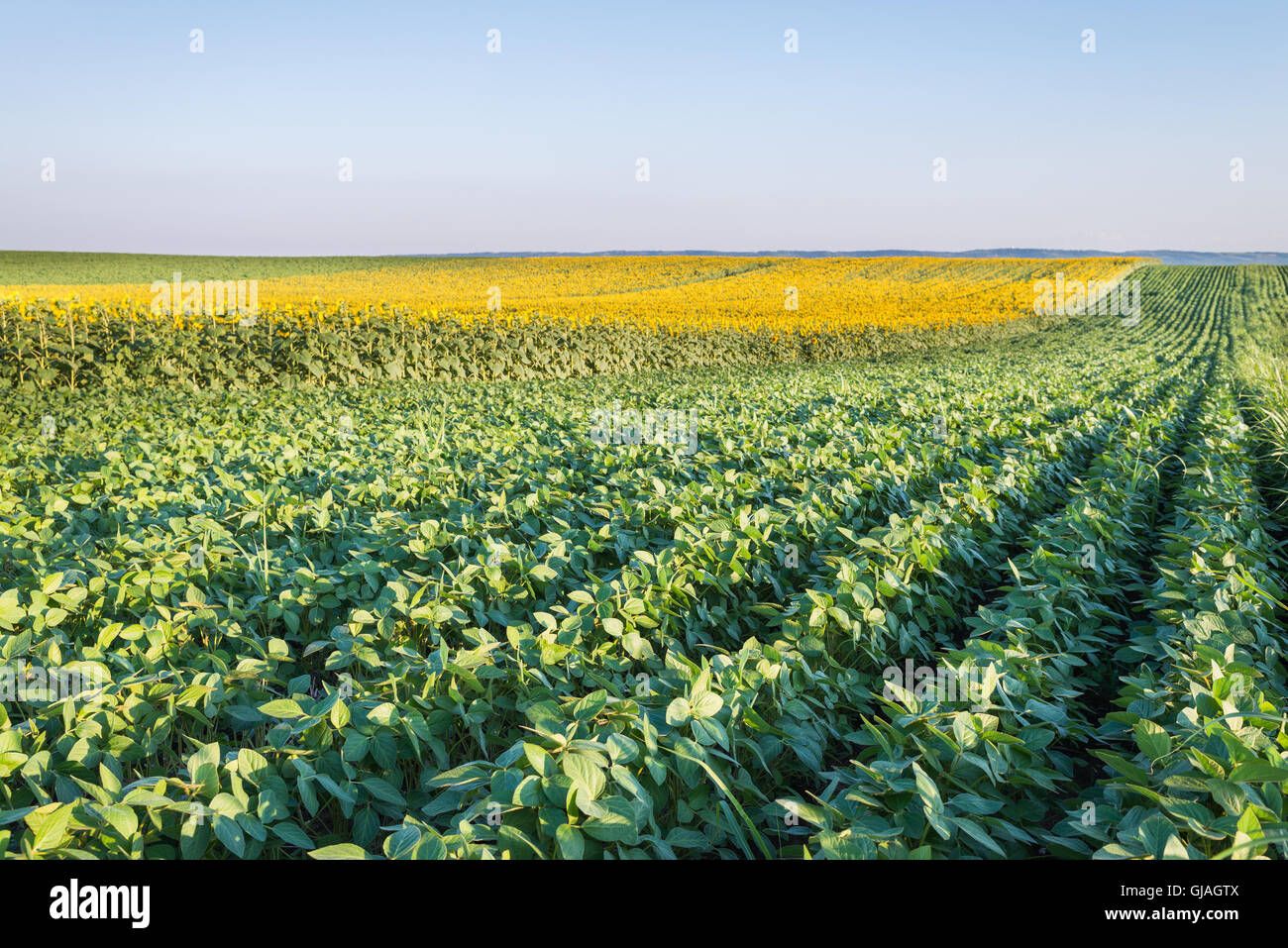 Soybean Field Rows in summer Stock Photo - Alamy