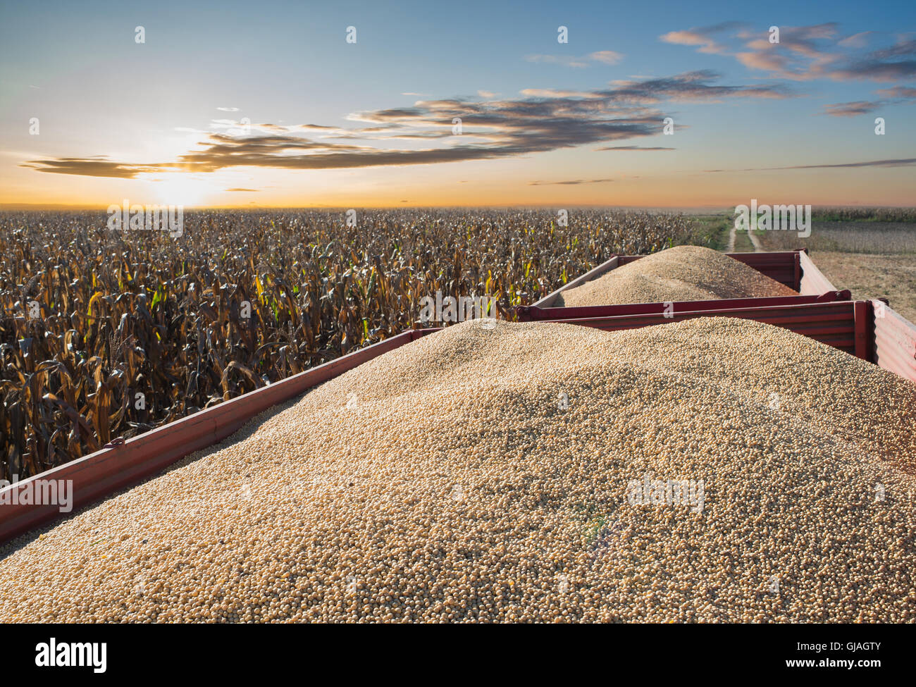 Pile soybeans hi-res stock photography and images - Alamy
