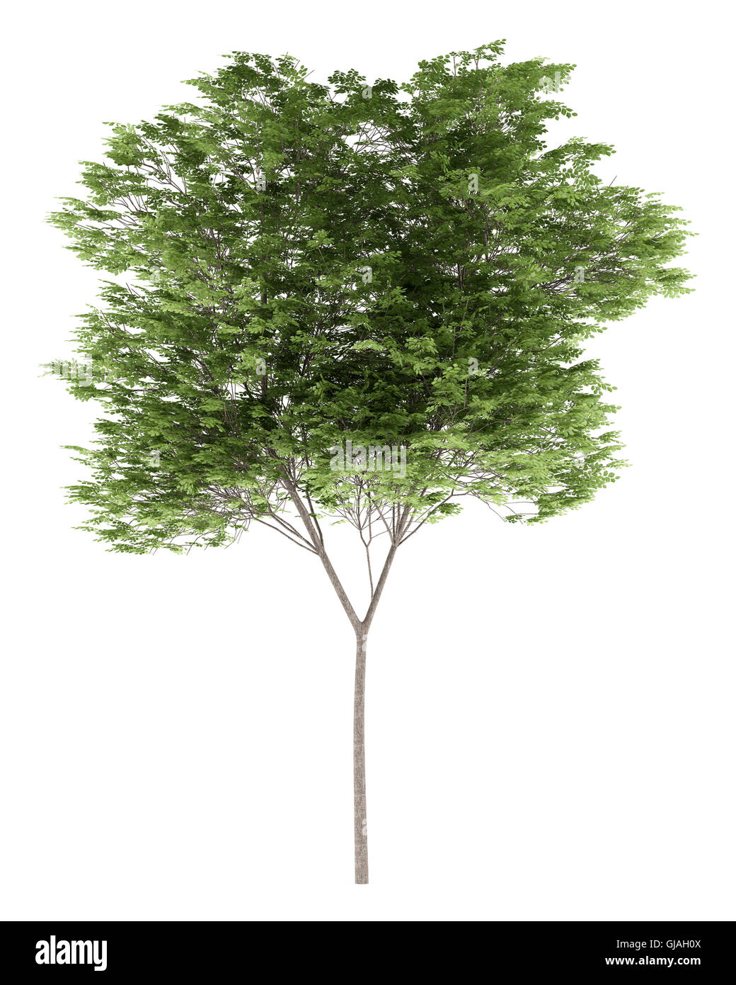 common beech tree isolated on white background Stock Photo - Alamy