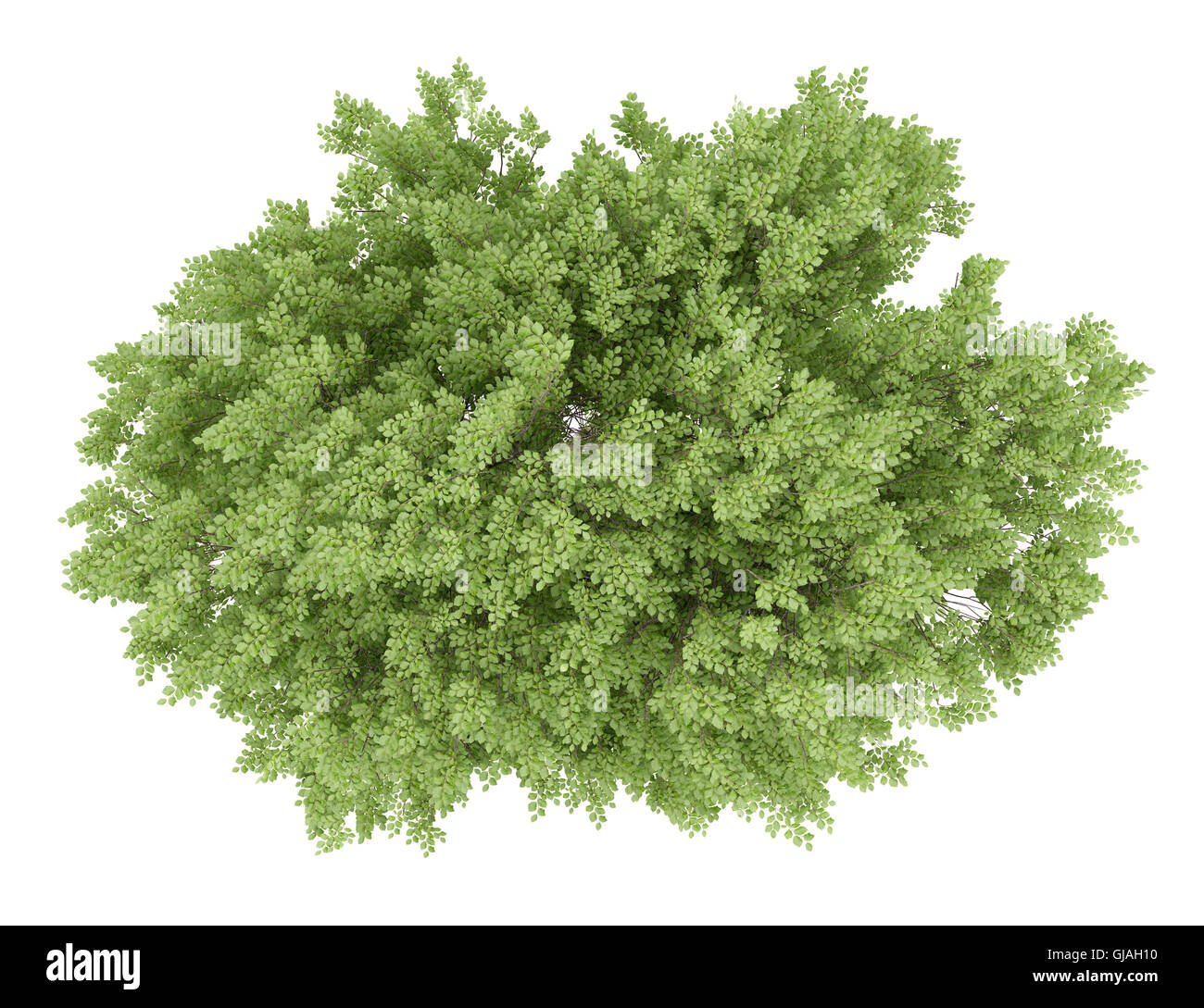 top view of common beech tree isolated on white background Stock Photo ...