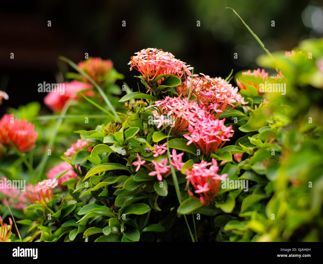 Pink Ixora coccinea Stock Photo - Alamy