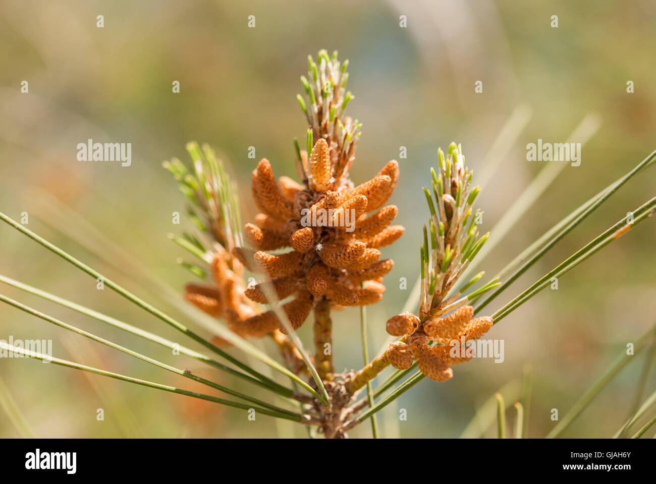 Yellow pollen cones pine tree hi-res stock photography and images - Alamy