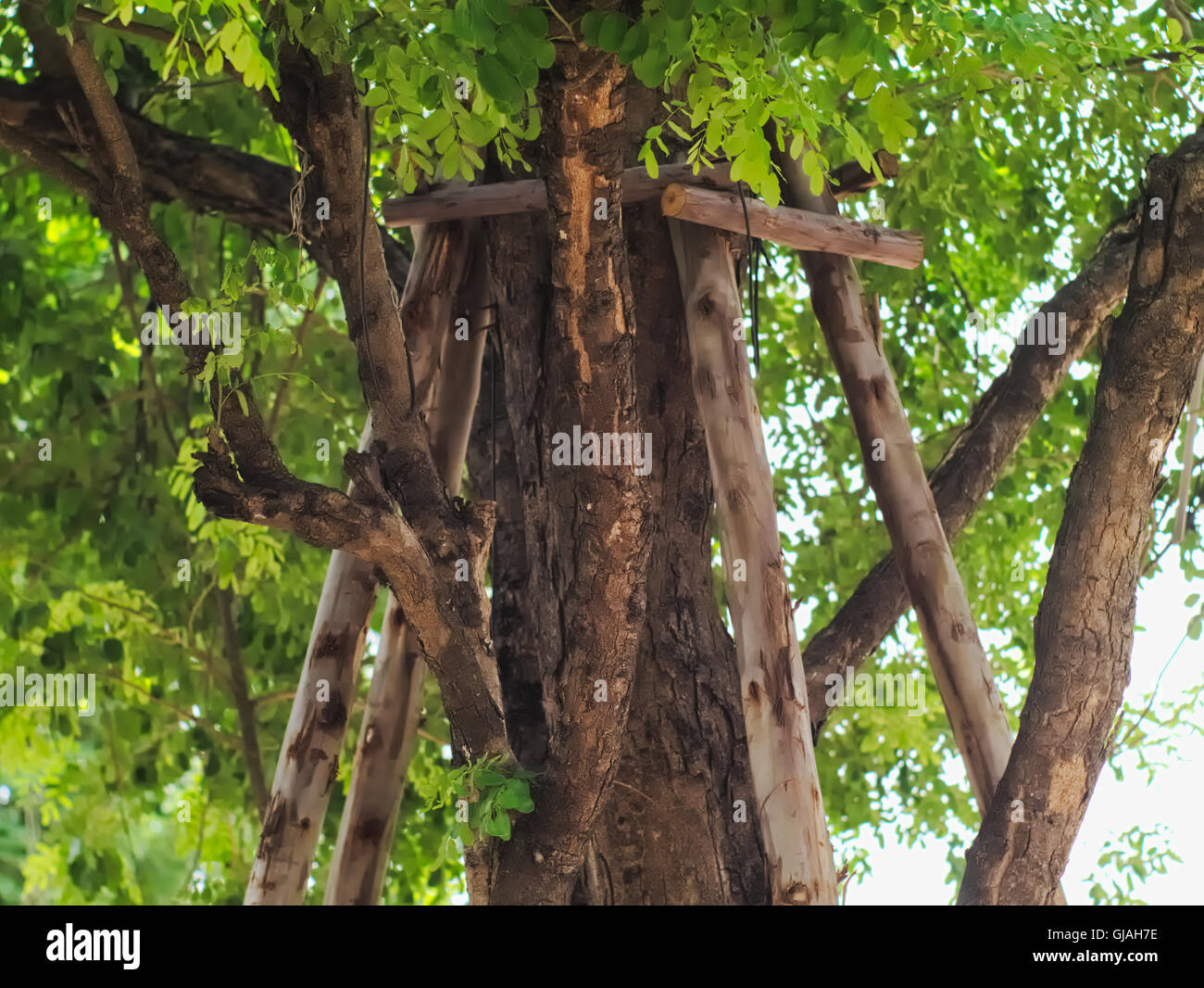 Wooden poles supporting a tree Stock Photo - Alamy