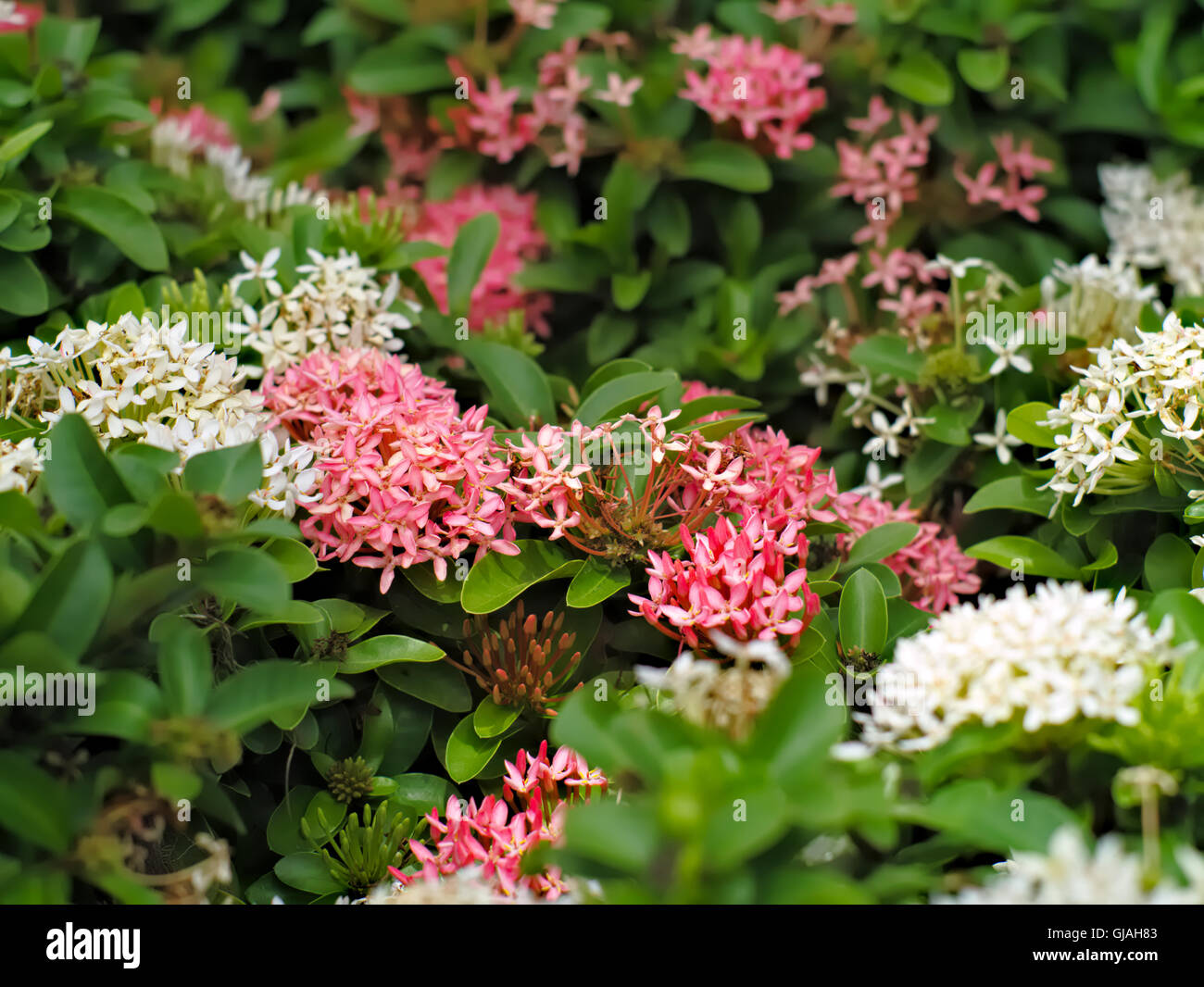 Pink and white Ixora coccinea Stock Photo - Alamy
