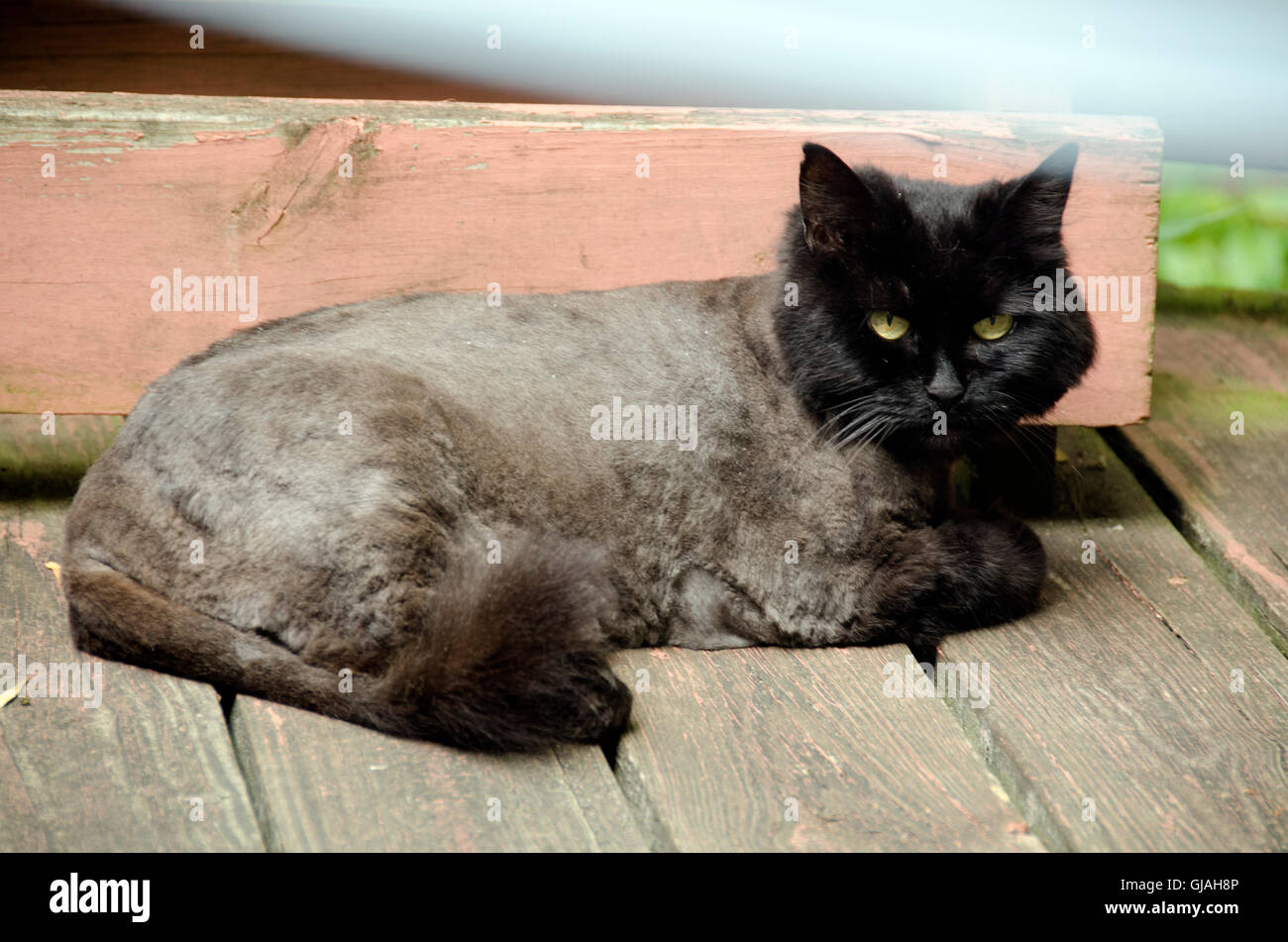 Funny looking black cat Stock Photo - Alamy